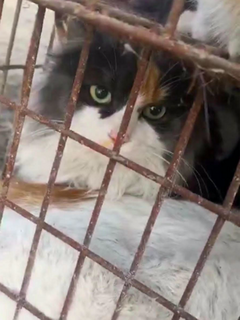 Cats Rescued From Horrific Slaughterhouse In China - The Dodo