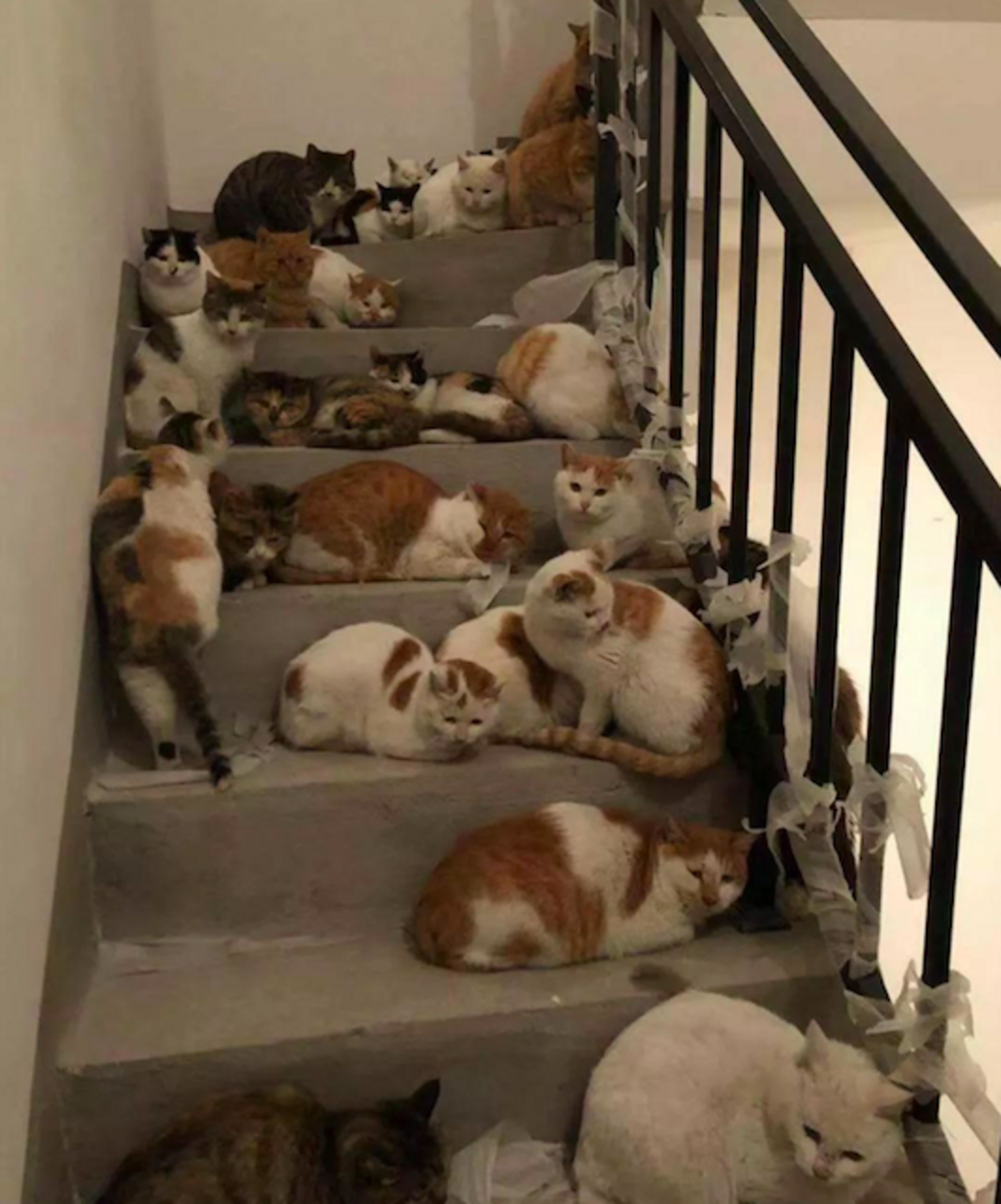 Cats Rescued From Horrific Slaughterhouse In China - The Dodo