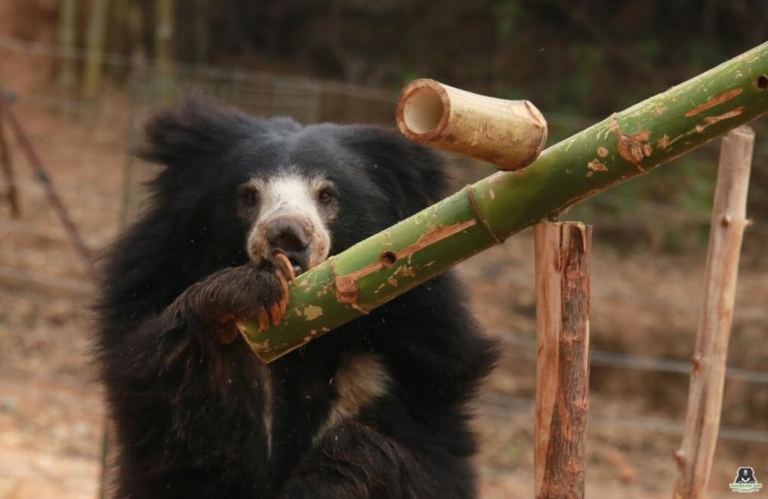 Bear Survives 7 Years As Street Performer In India - The Dodo