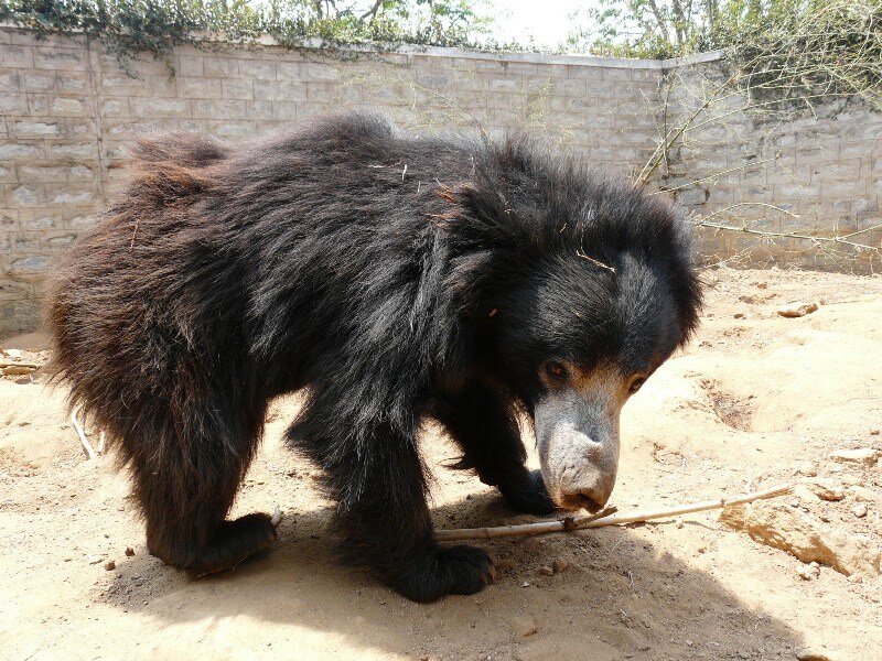 Bear Survives 7 Years As Street Performer In India - The Dodo