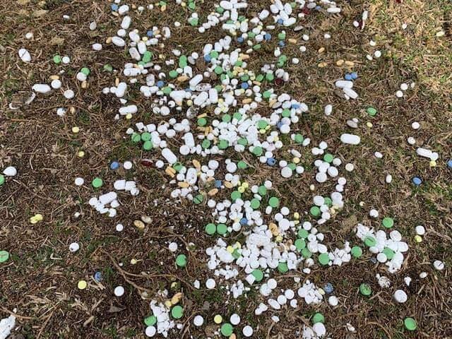 Goose Rescued From Drug Overdose In California Park - The Dodo