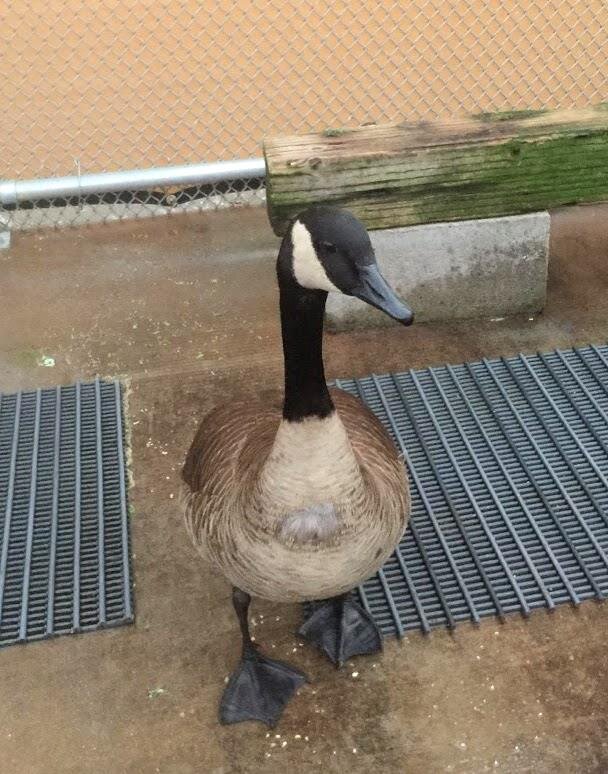 Goose Rescued From Drug Overdose In California Park - The Dodo