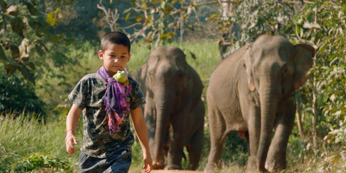 Little Boy Is Growing Up Rescuing Elephants - Videos - The Dodo