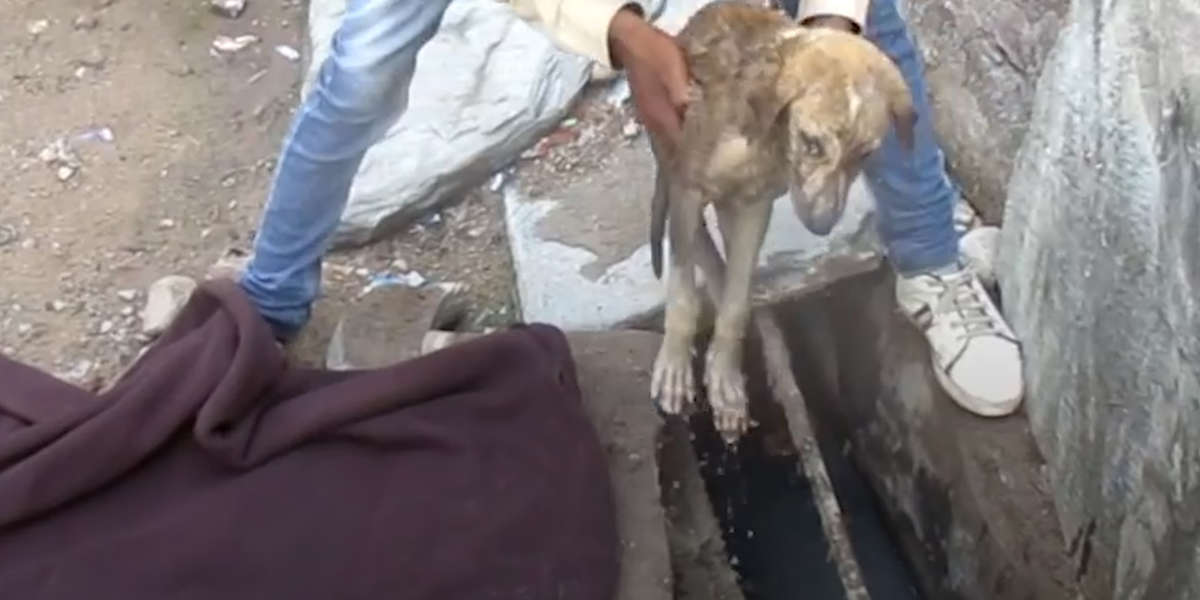 Sick Stray Puppy Heals Thanks To His Rescuers - Videos - The Dodo