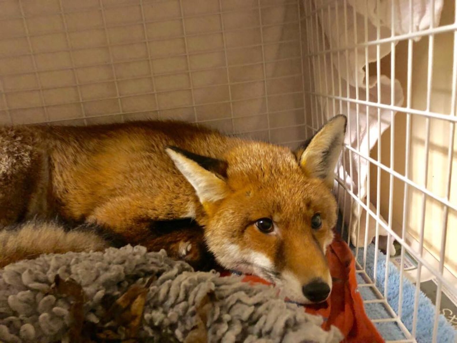 Wild Fox Makes Himself Cozy On Microwave In London Home - The Dodo