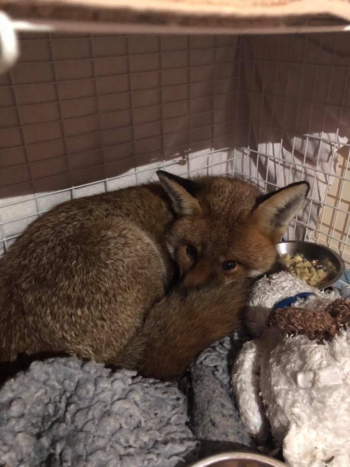 Wild Fox Makes Himself Cozy On Microwave In London Home - The Dodo