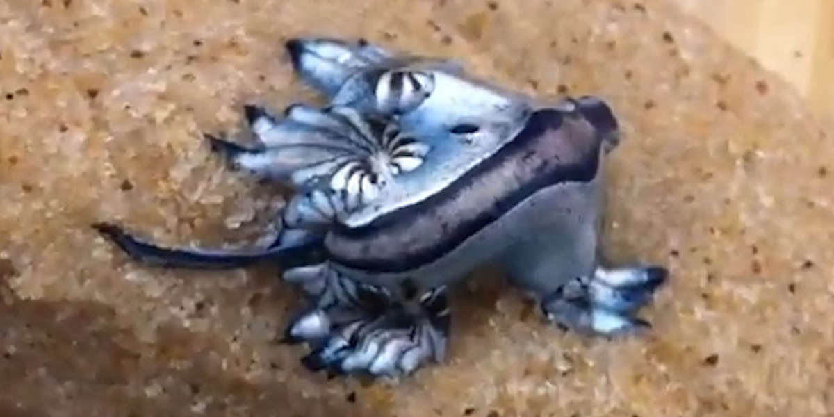 These Sea Slugs Are So Beautiful And Crazy Looking - Videos - The Dodo