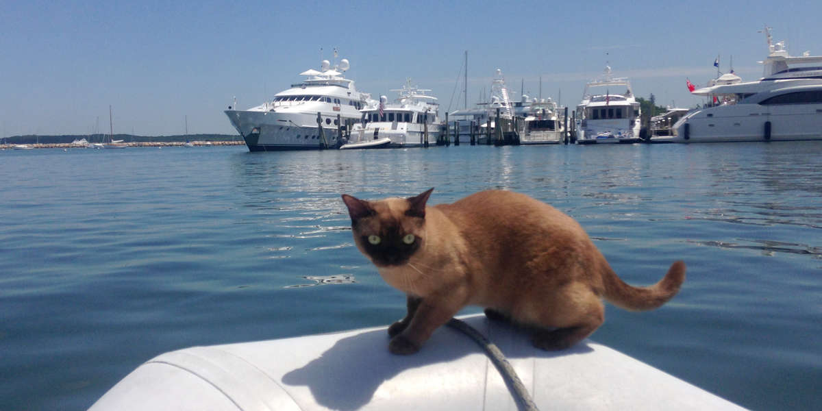 Cat Who Lives On A Boat Loves Visiting New Places - Videos - The Dodo