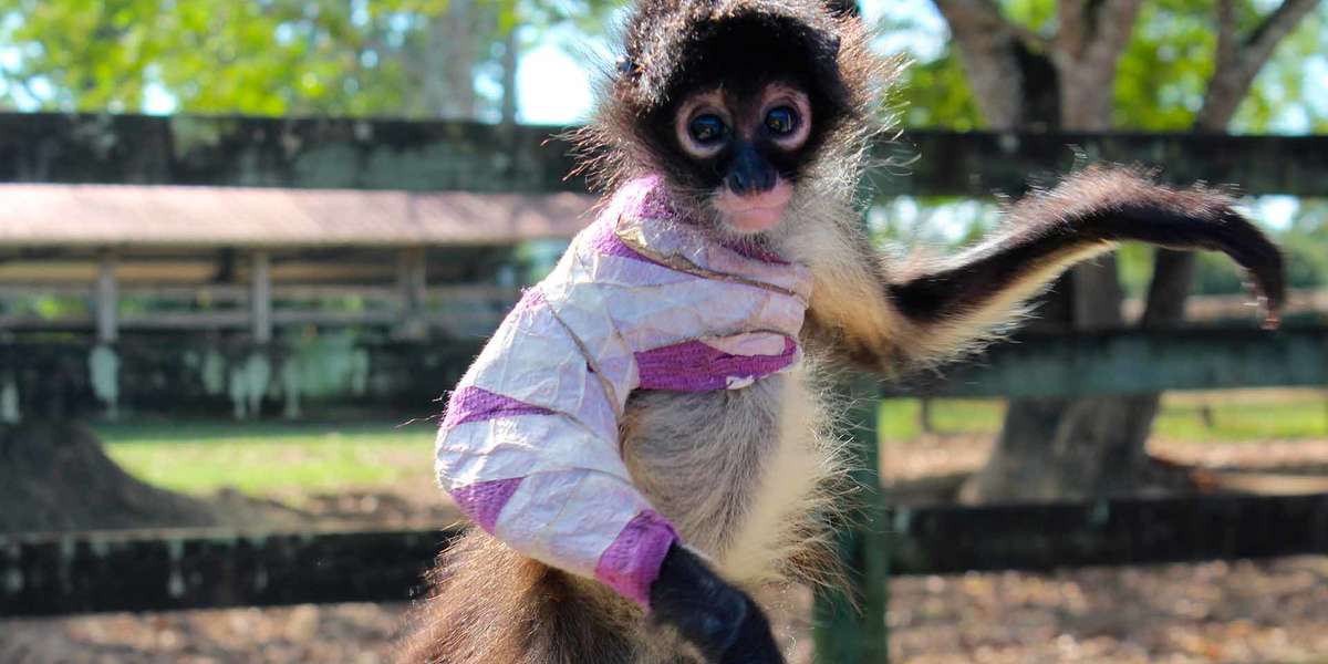 Brave Baby Monkey Loves Every Minute Of Her New Life - Videos - The Dodo