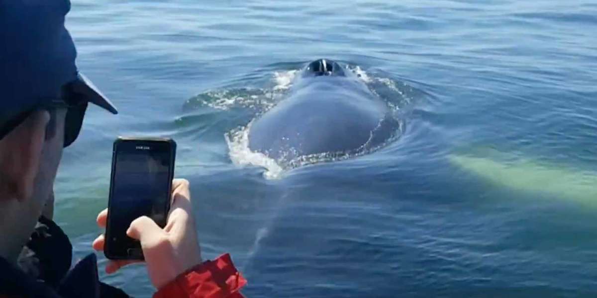 Man Sees Whale Up Close And Goes Nuts - Videos - The Dodo