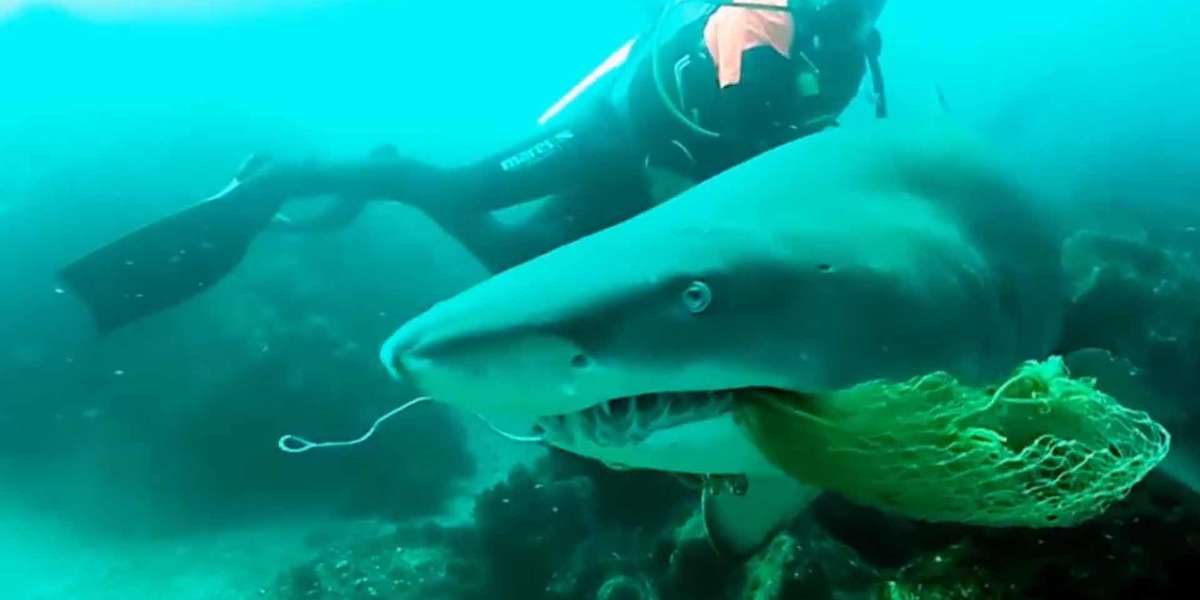 Scuba Diving Instructor Saves Shark Trapped In Fishing Net - Videos ...
