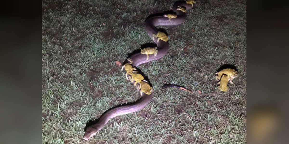 Poisonous Cane Toads Catch A Ride On A Python To Escape Flooding - The Dodo