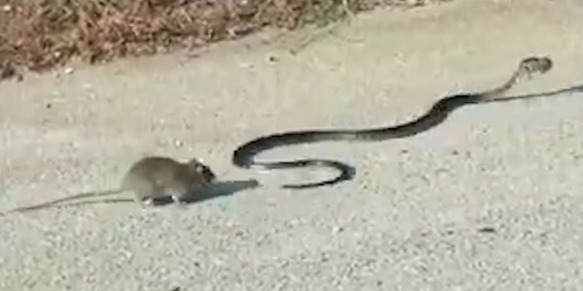Mother Rat Fights Off Snake Stealing Her Baby - Videos - The Dodo