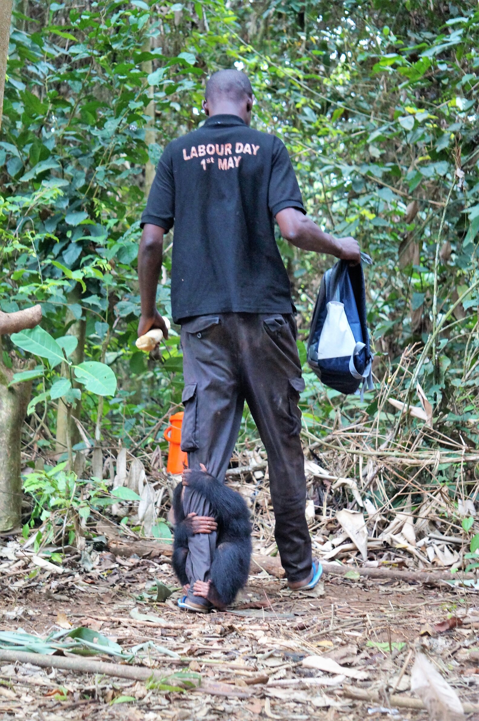 Rescued Chimps Love Everything About This Caregiver - The Dodo