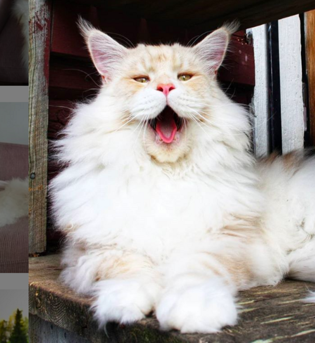 This Giant House Cat Looks Just Like A Lynx - The Dodo