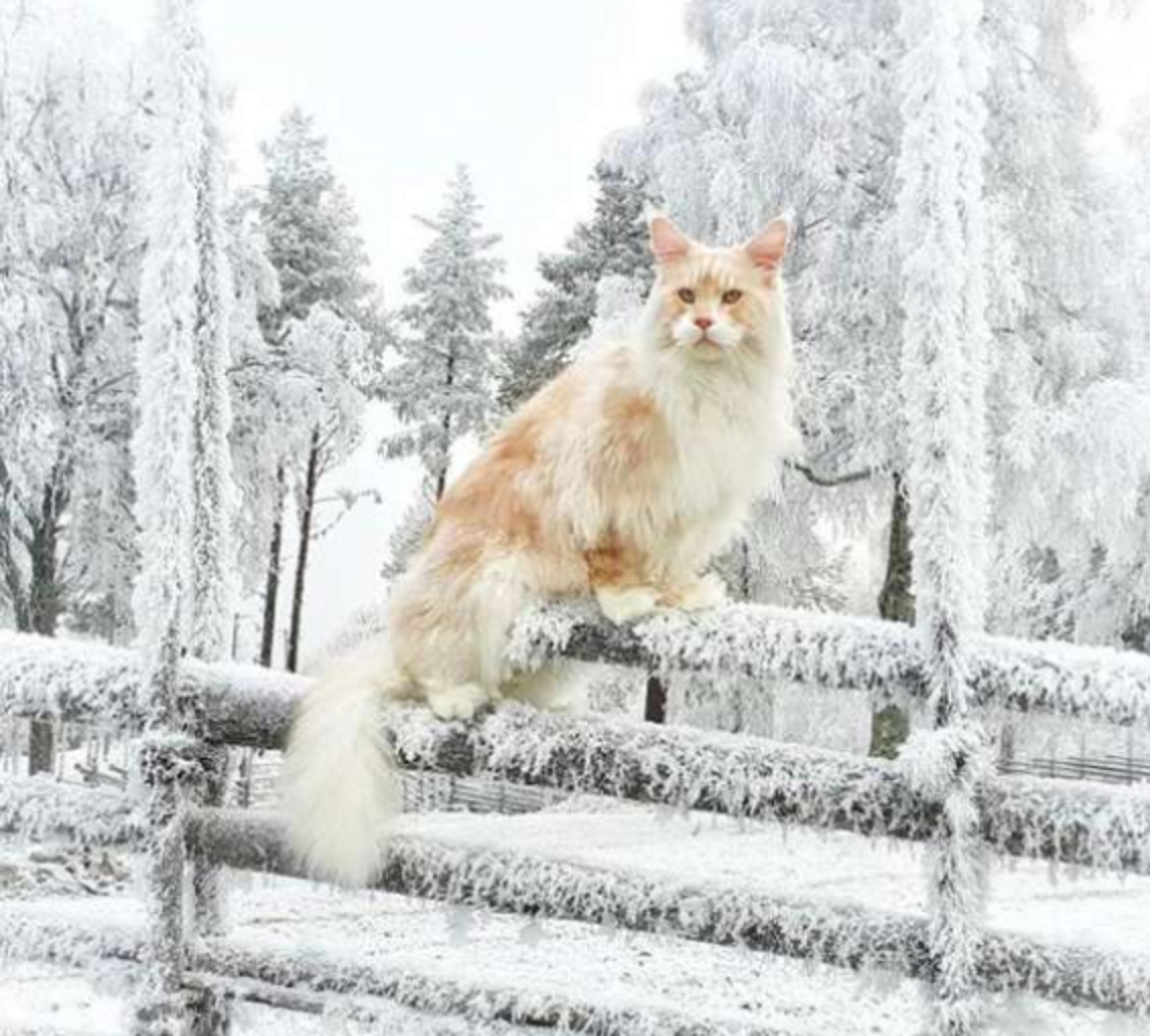 This Giant House Cat Looks Just Like A Lynx - The Dodo