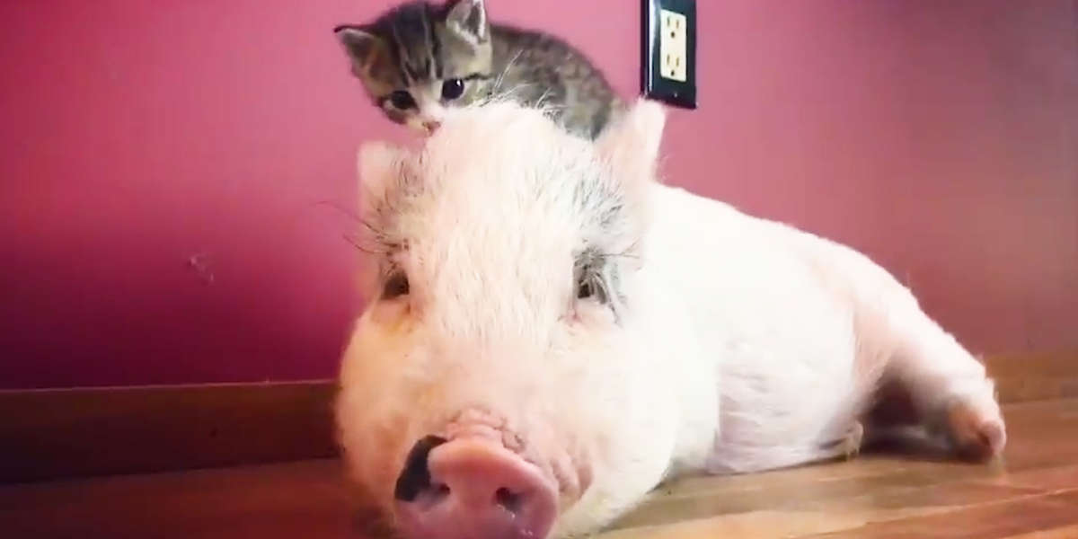 Pig Raised By Cats Thinks He’s One Of Them Now - Videos - The Dodo