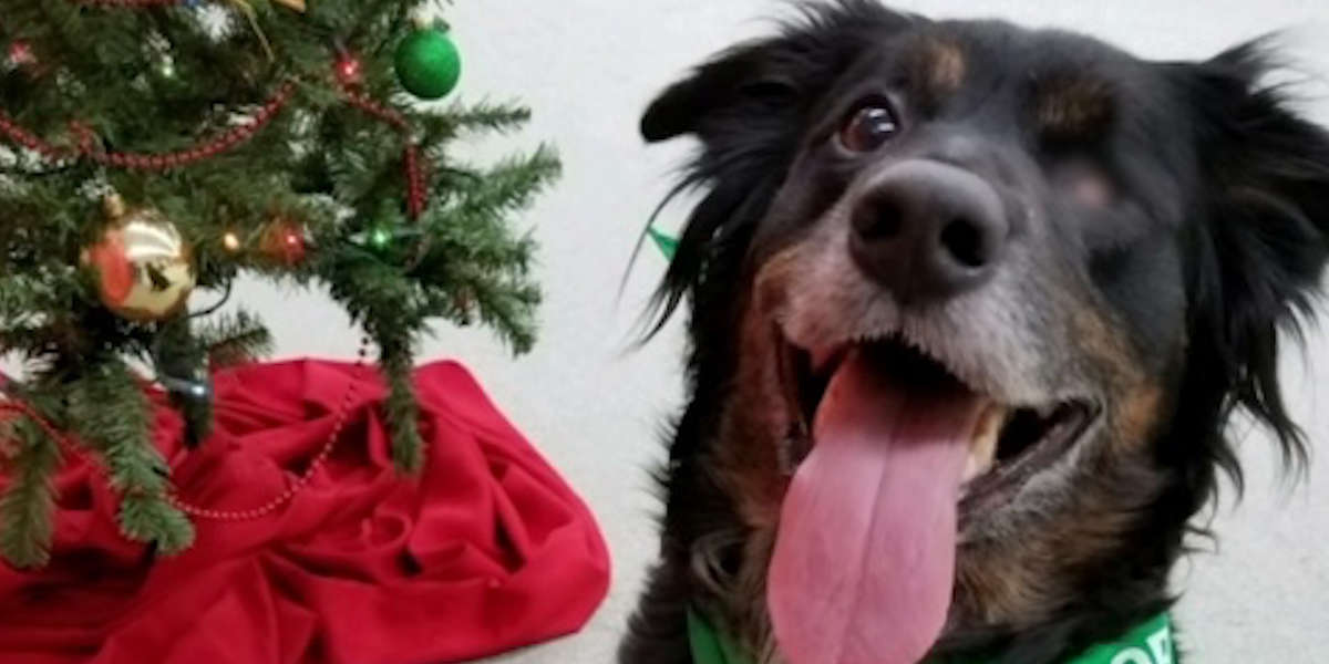 Christmas Is The Perfect Time To Adopt A Dog - Videos - The Dodo