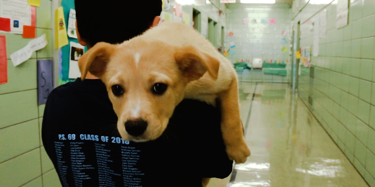 Rescue Puppy Brings Her Family So Much Joy - Videos - The Dodo