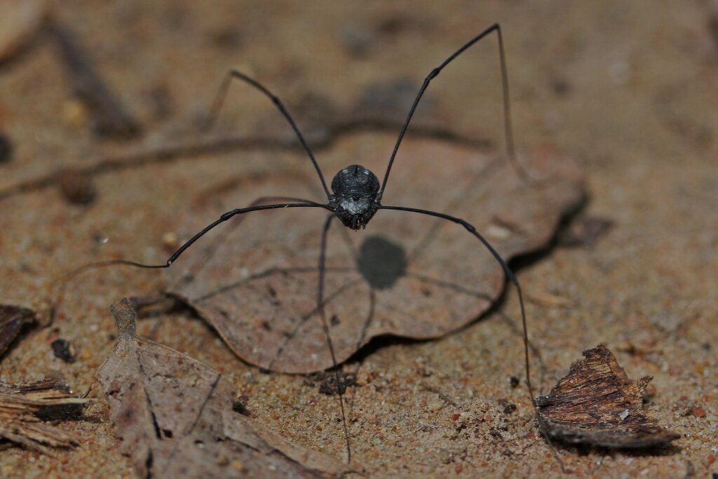 Hikers Find 'Ball' Of Thousands Of Harvestmen Arachnids In Mexico - The ...