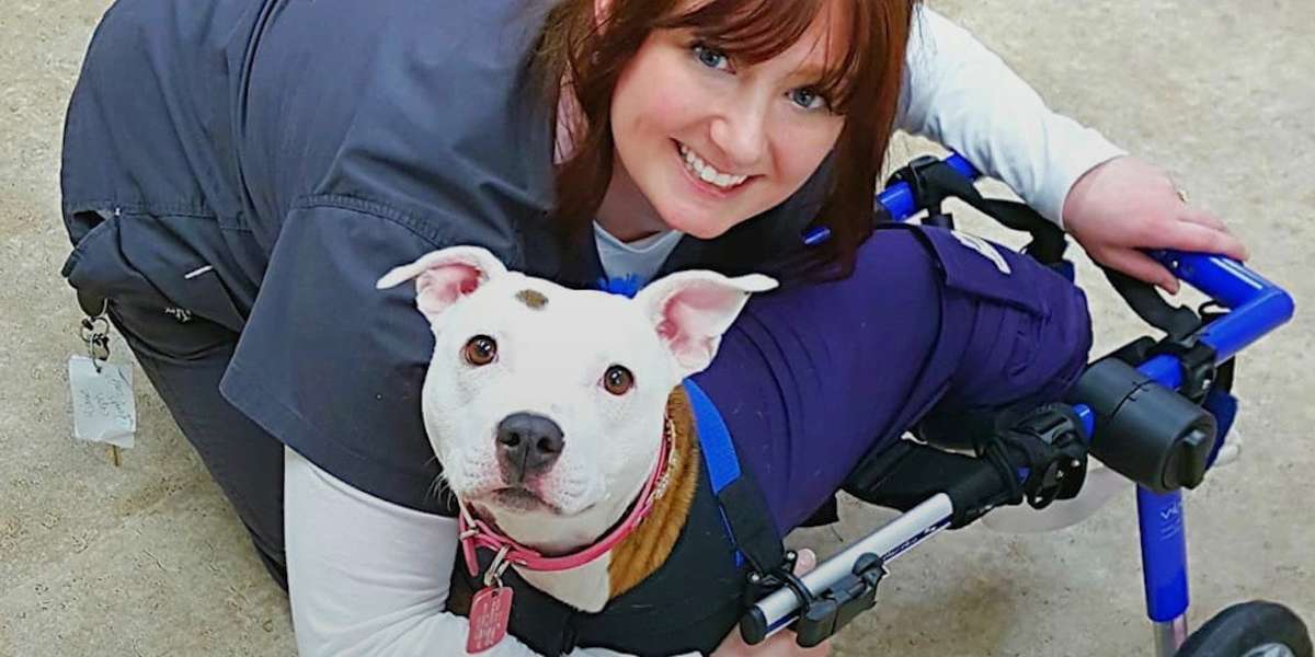 Nothing Can Stop This Dog From Zooming Around - Videos - The Dodo