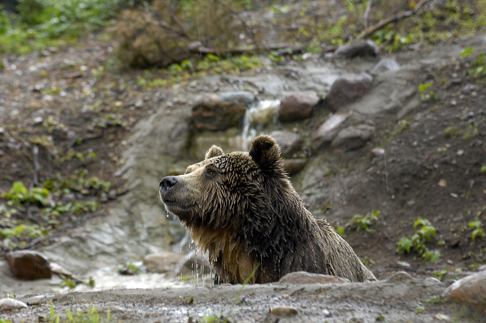 Rescued Bear Sets Perfect Example Of How To Get Through Winter - The Dodo