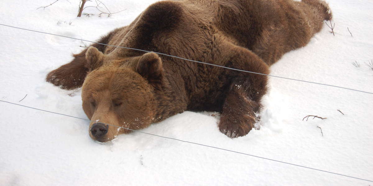 Rescued Bear Sets Perfect Example Of How To Get Through Winter - The Dodo
