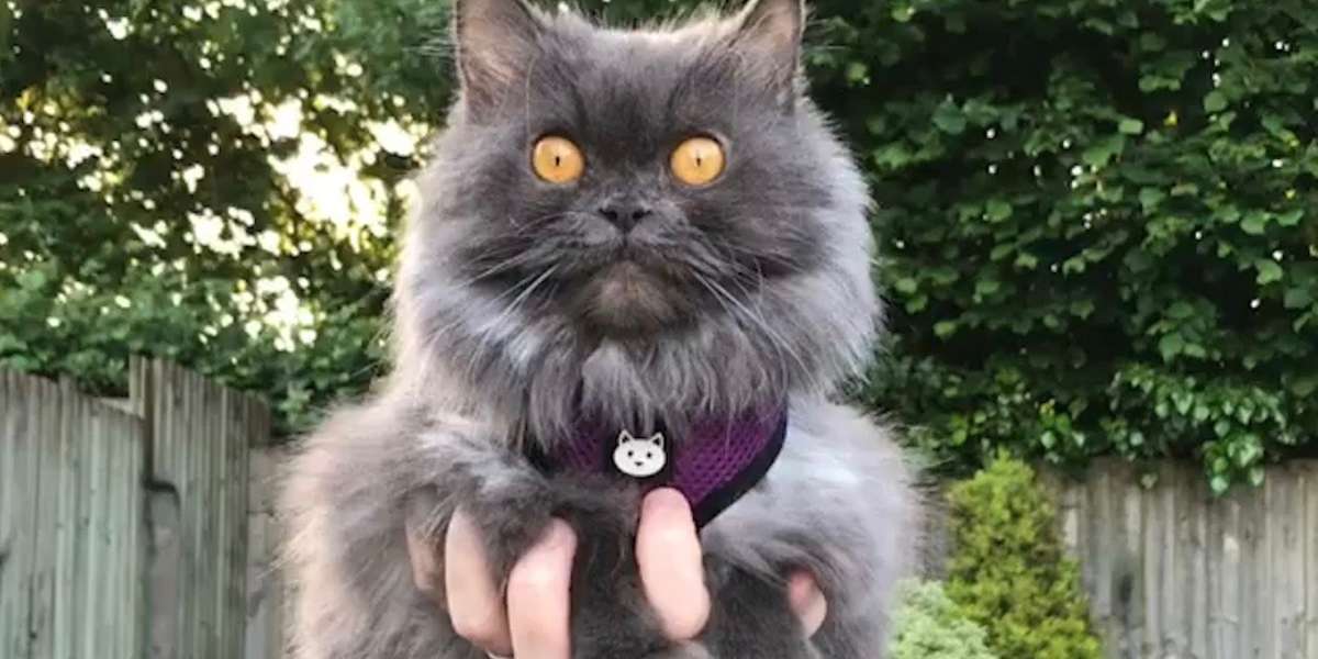 Brave Cat Travels Across The World To Her New Home - Videos - The Dodo