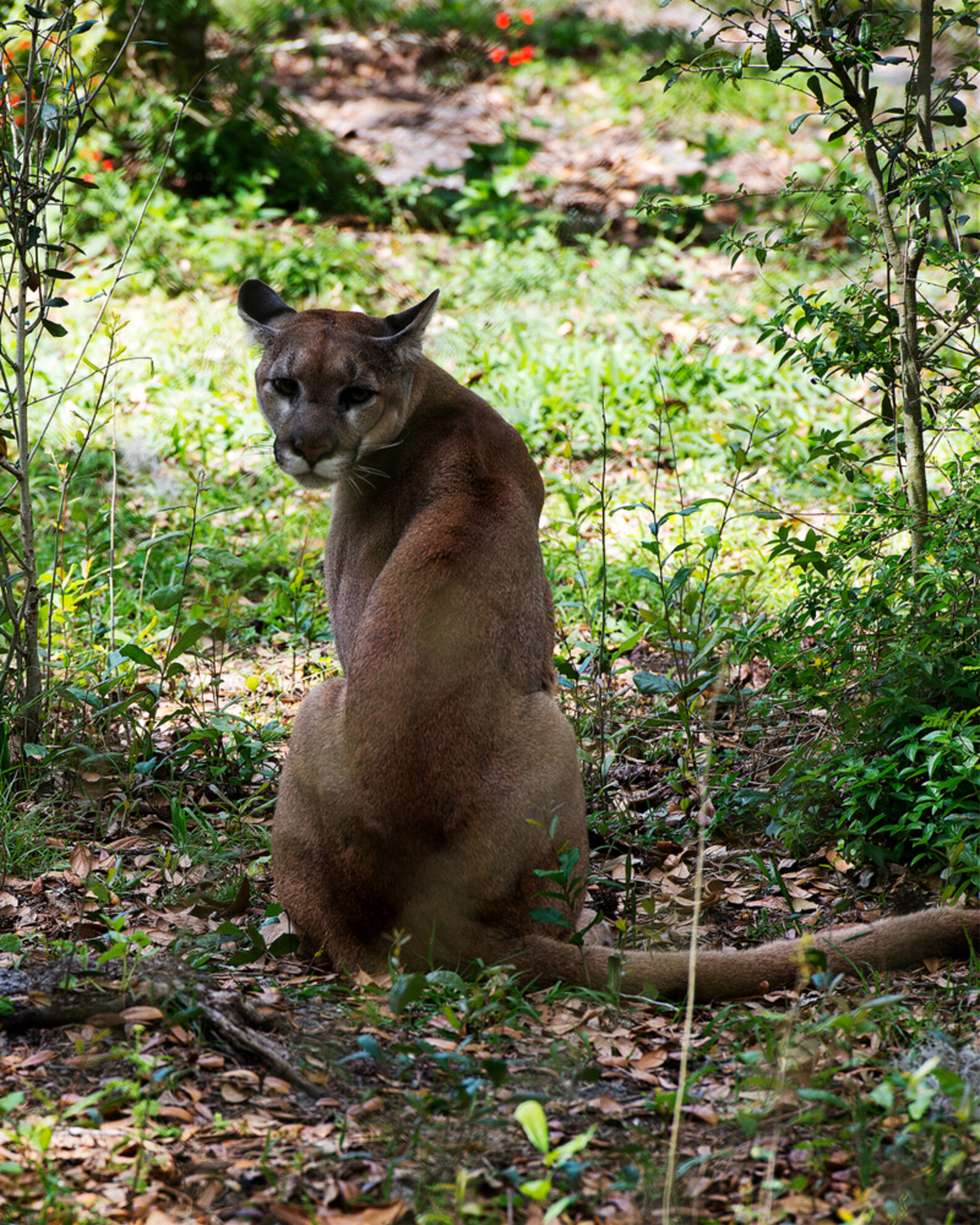 Rare Florida Panther Habitat Would Be Destroyed By Development Plan ...