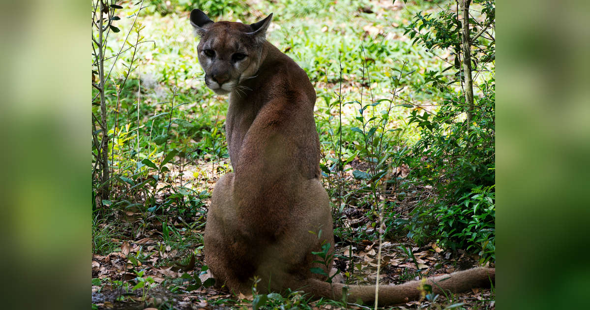 Rare Florida Panther Habitat Would Be Destroyed By Development Plan ...