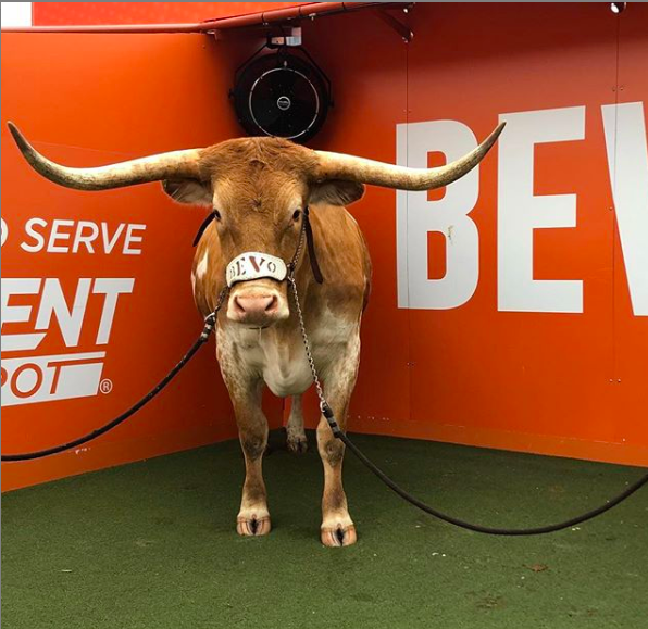 Animal Advocates Warns Texas Longhorns After Bevo Stampedes - The Dodo