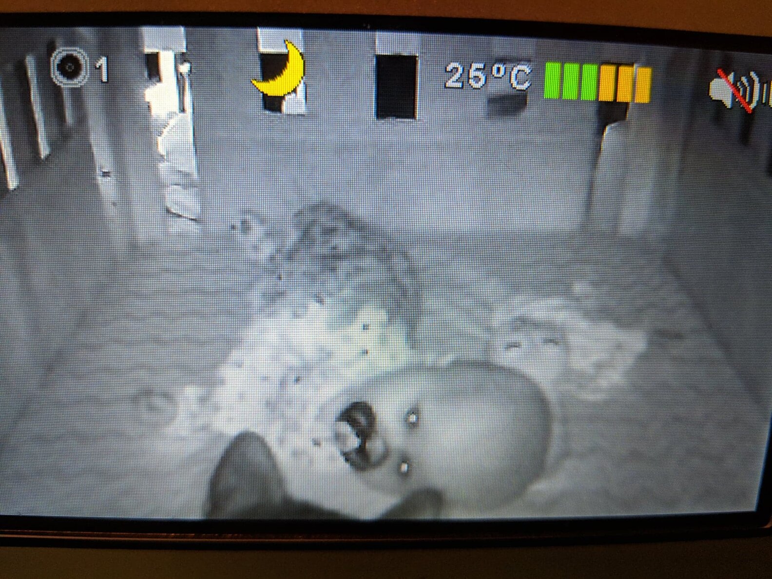 Mom Sees Cutest Thing On Baby Monitor - The Dodo