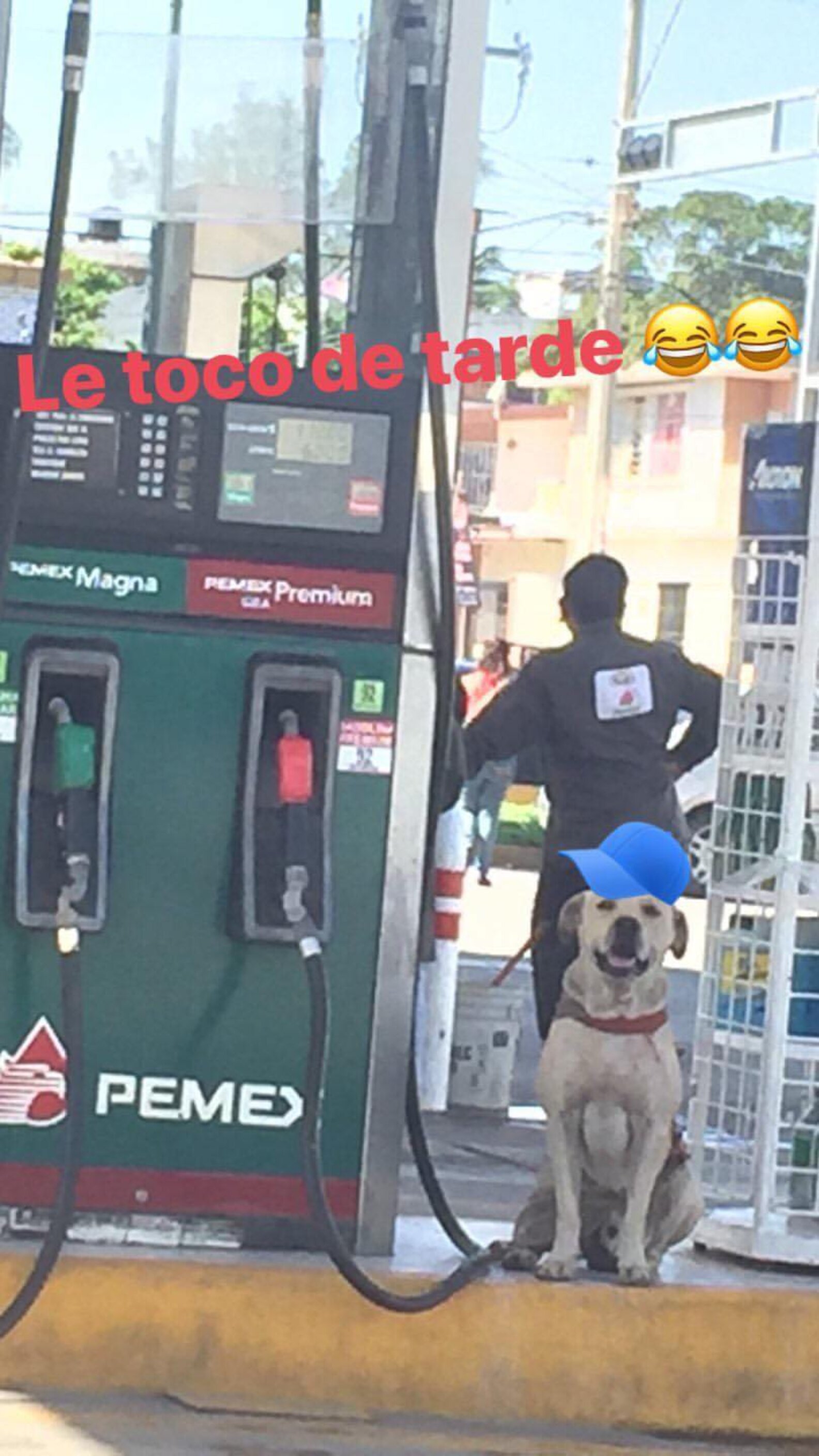 Stray Dog Adopted By Gas Station Saves Employee During Assault - The Dodo