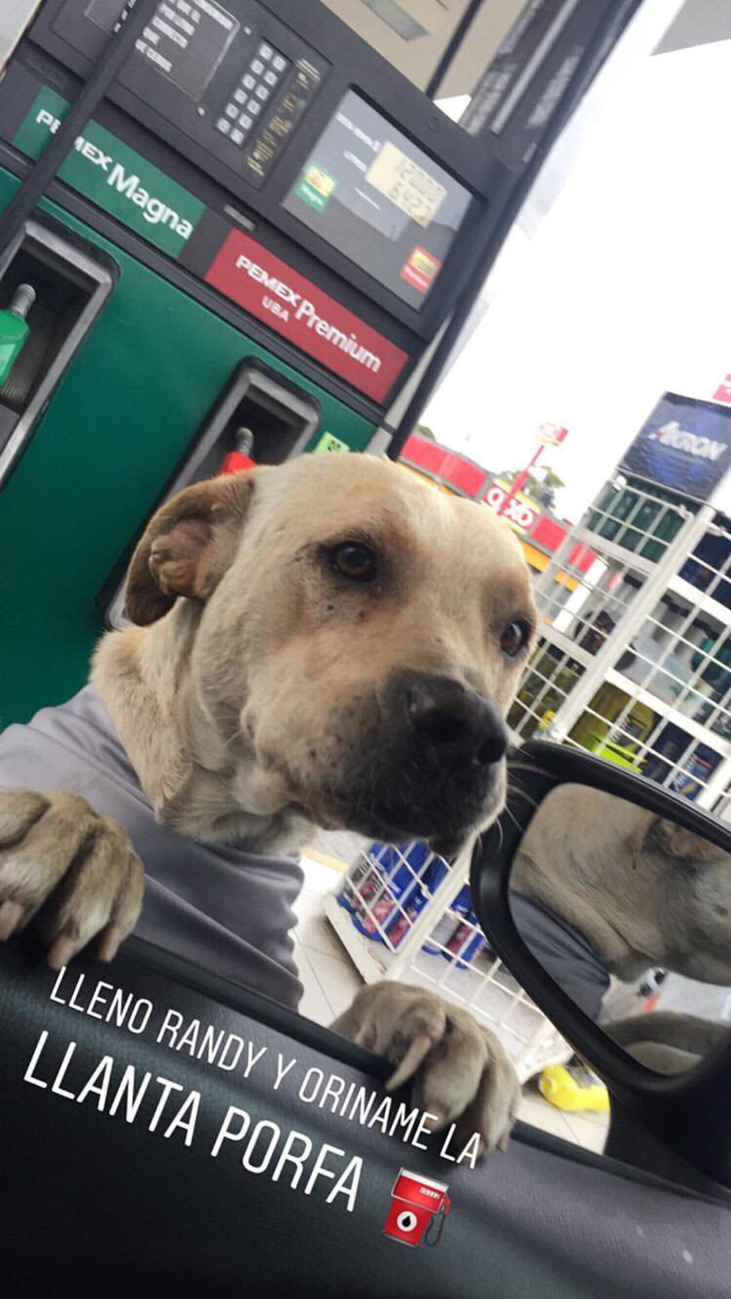 Stray Dog Adopted By Gas Station Saves Employee During Assault - The Dodo