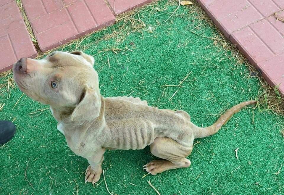 Pit Bull Abandoned In Cage Makes Incredible Transformation - The Dodo