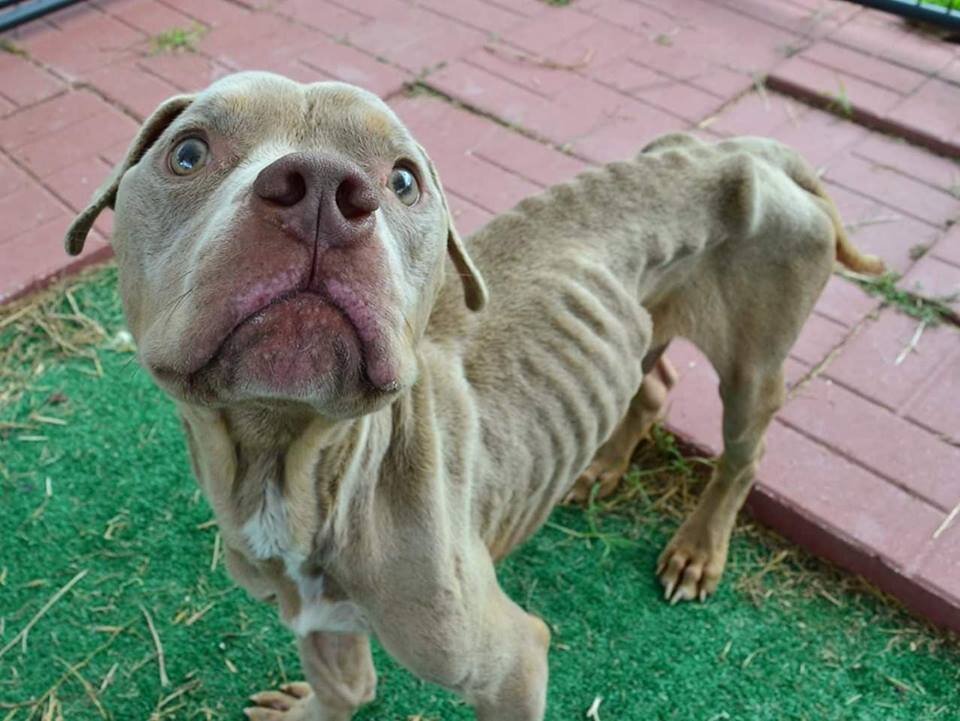 Pit Bull Abandoned In Cage Makes Incredible Transformation - The Dodo