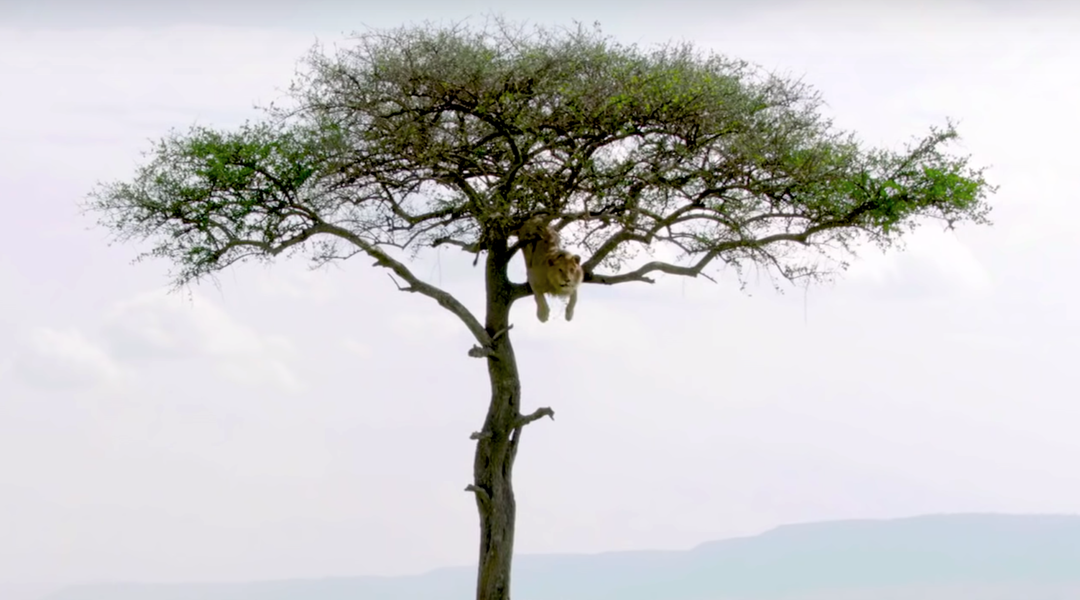 Lion Gets Stuck in a Tree in Funny New BBC Earth's Dynasties Video ...