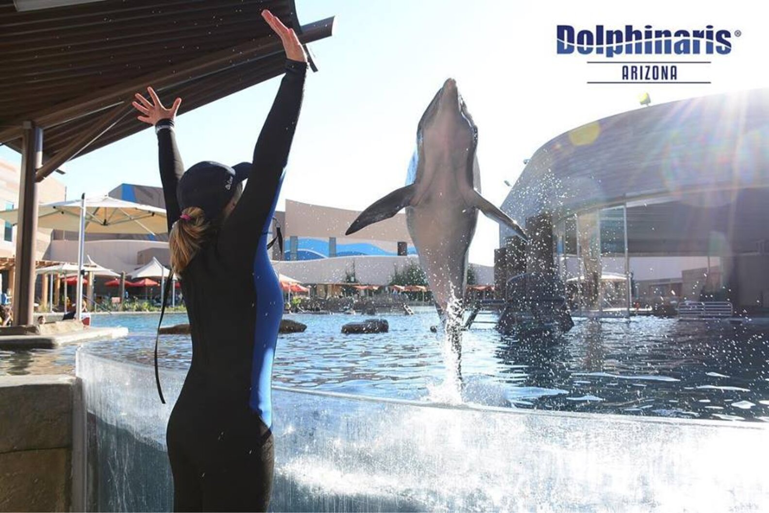 Third Dolphins Dies In 16 Months At Controversial Arizona Dolphinarium ...