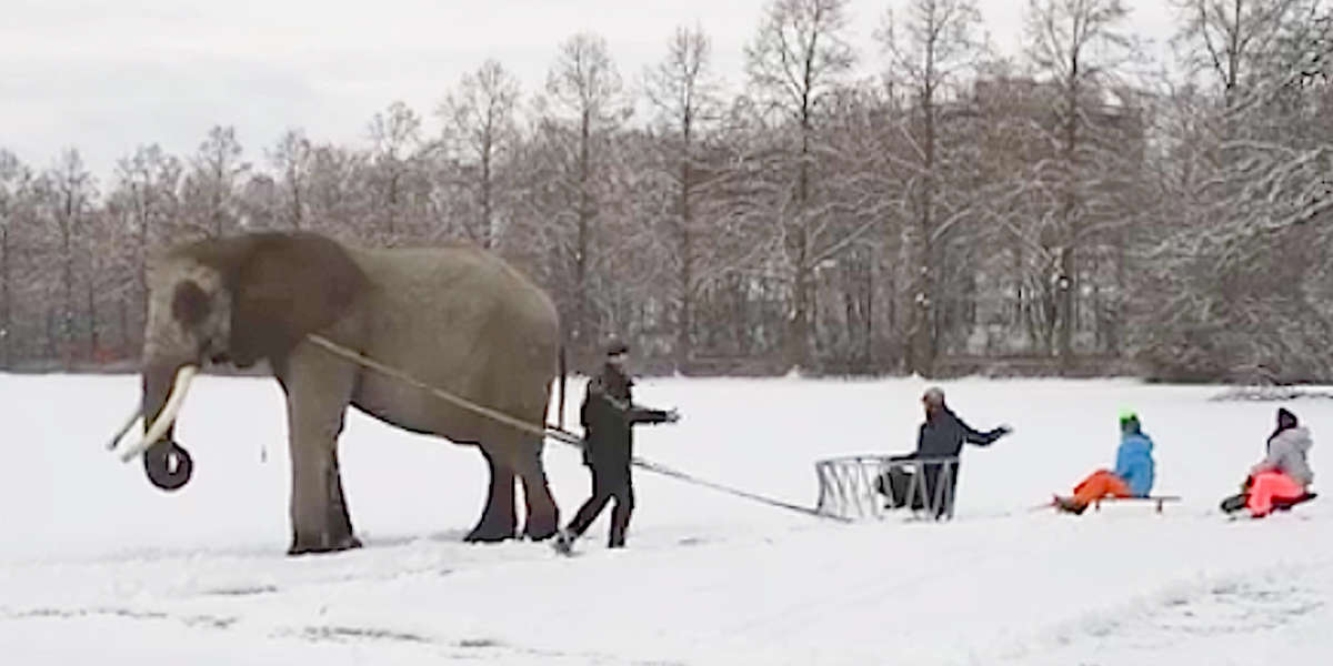 Circus Elephant Is Forced To Pull Kids On Sleds In Germany - The Dodo