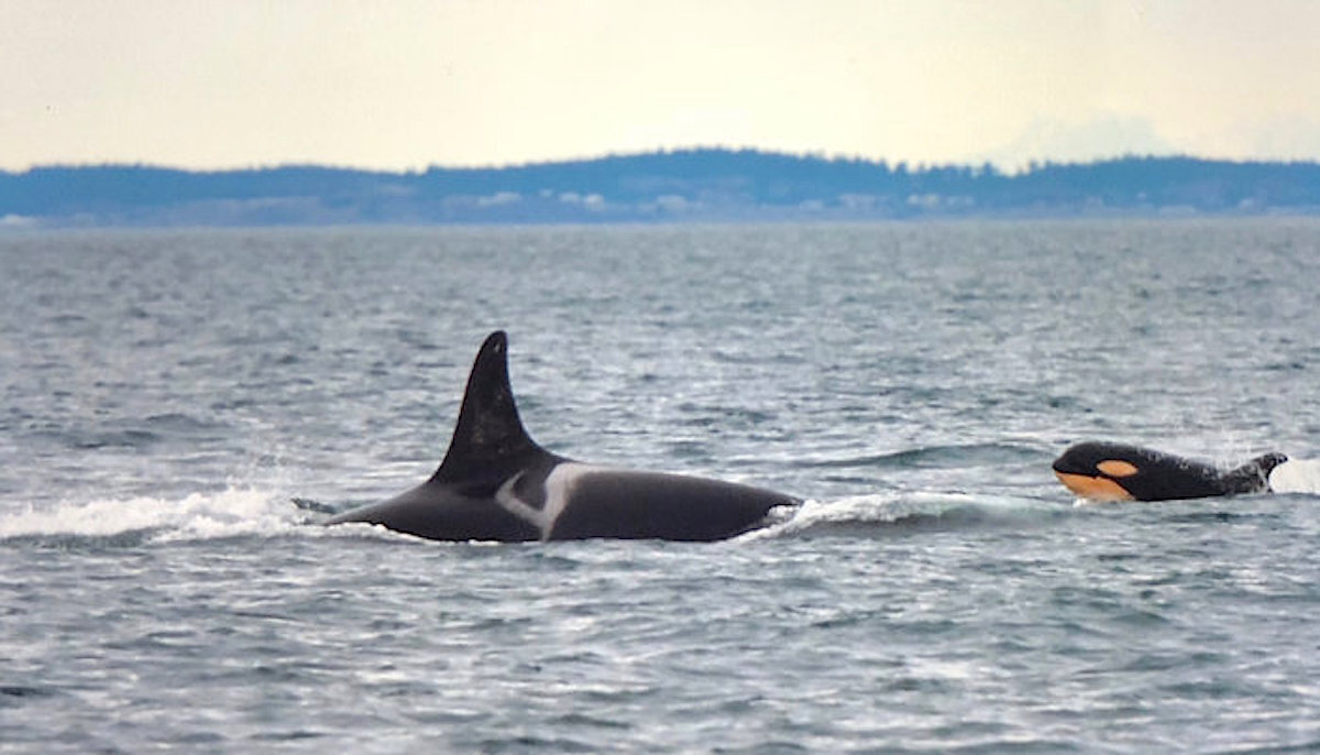 New Baby Orca Born To Endangered Southern Resident Killer Whale Pod ...