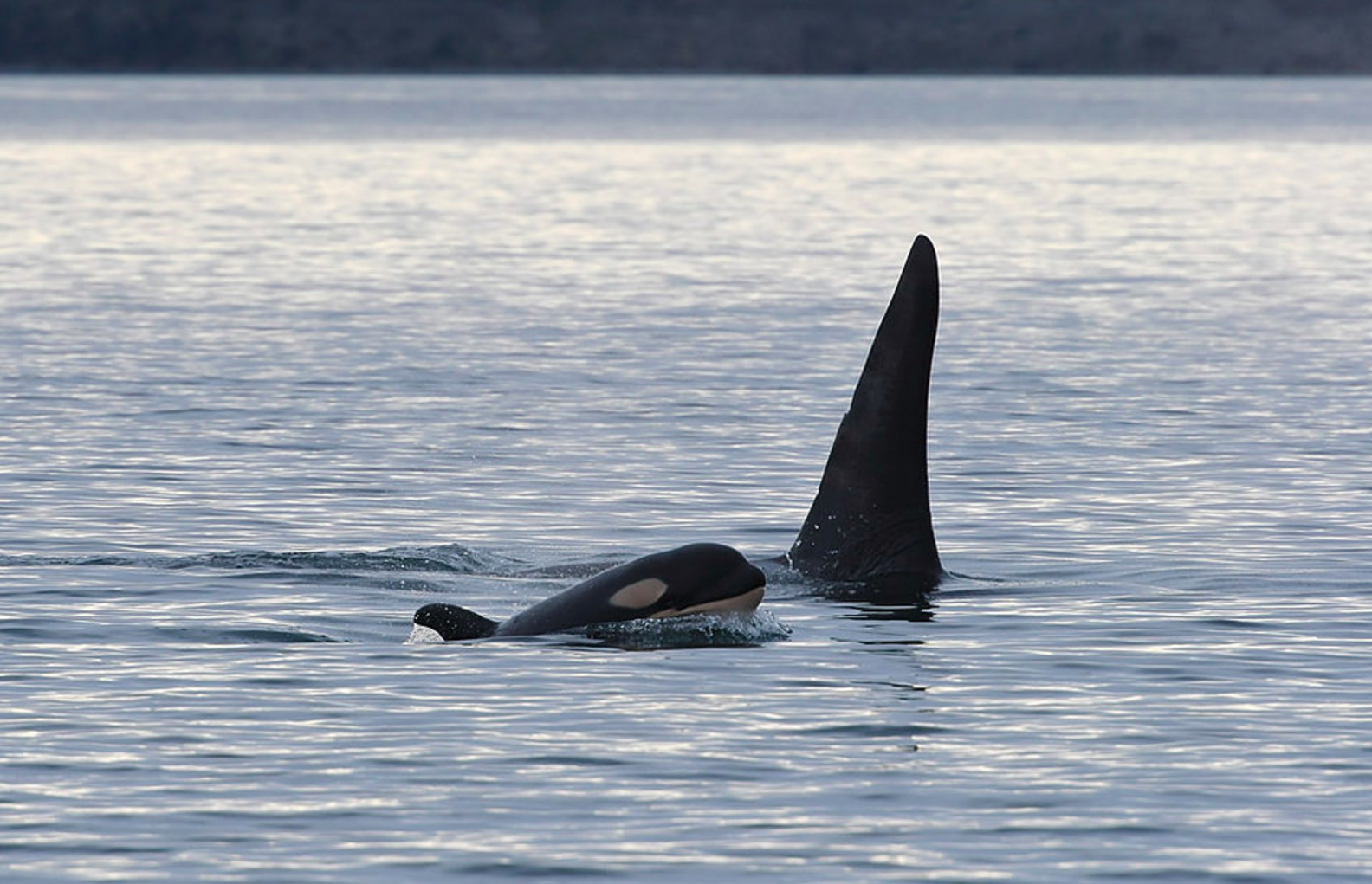 New Baby Orca Born To Endangered Southern Resident Killer Whale Pod - The Dodo
