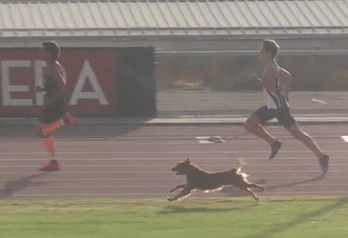 Random Dog Decides To Participate In 400-Meter Dash, Finishes First ...