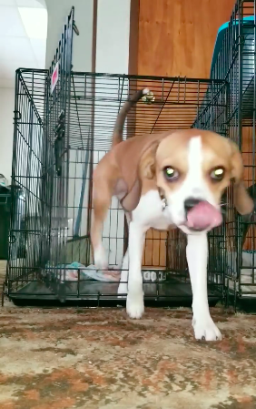 'Houdini' Dog Won't Stop Trying To Escape Her Crate - The Dodo
