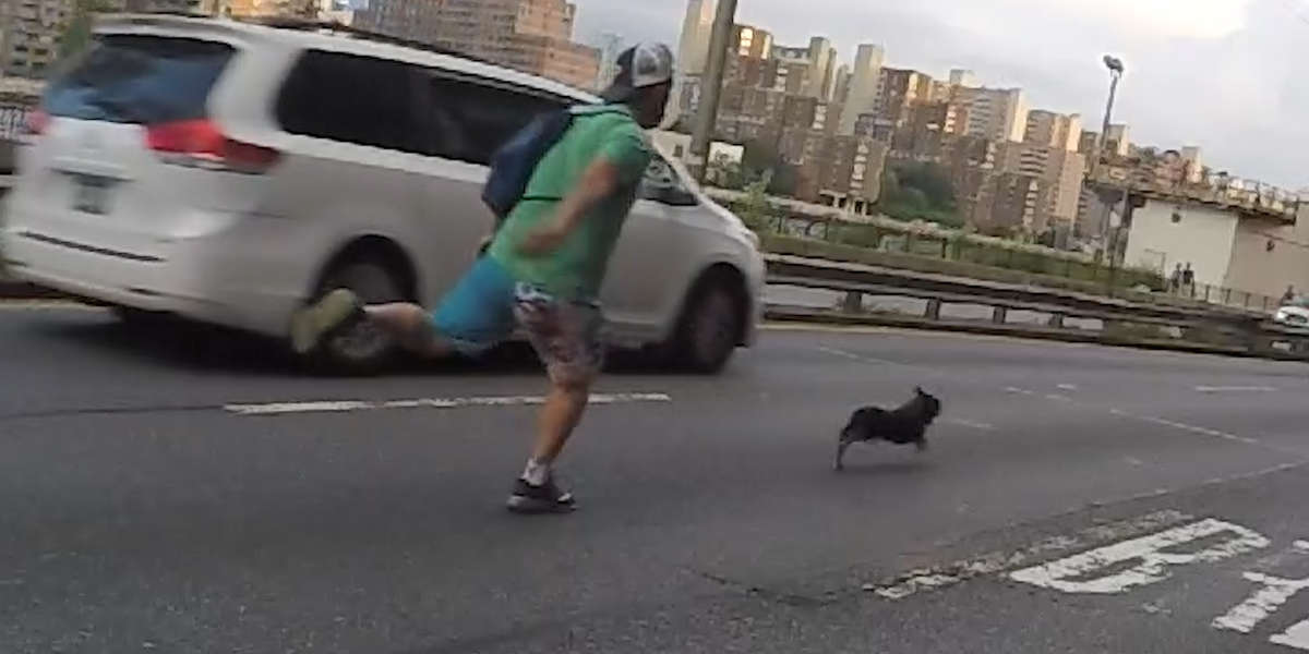 Man Goes On Insane Chase To Save A Stranger's Dog - Videos - The Dodo