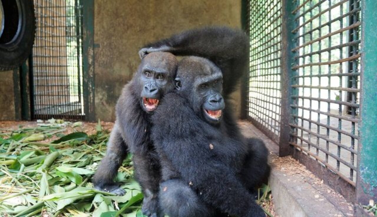 Adorable Video Shows Rescued Gorilla BFFs Horsing Around At Sanctuary ...