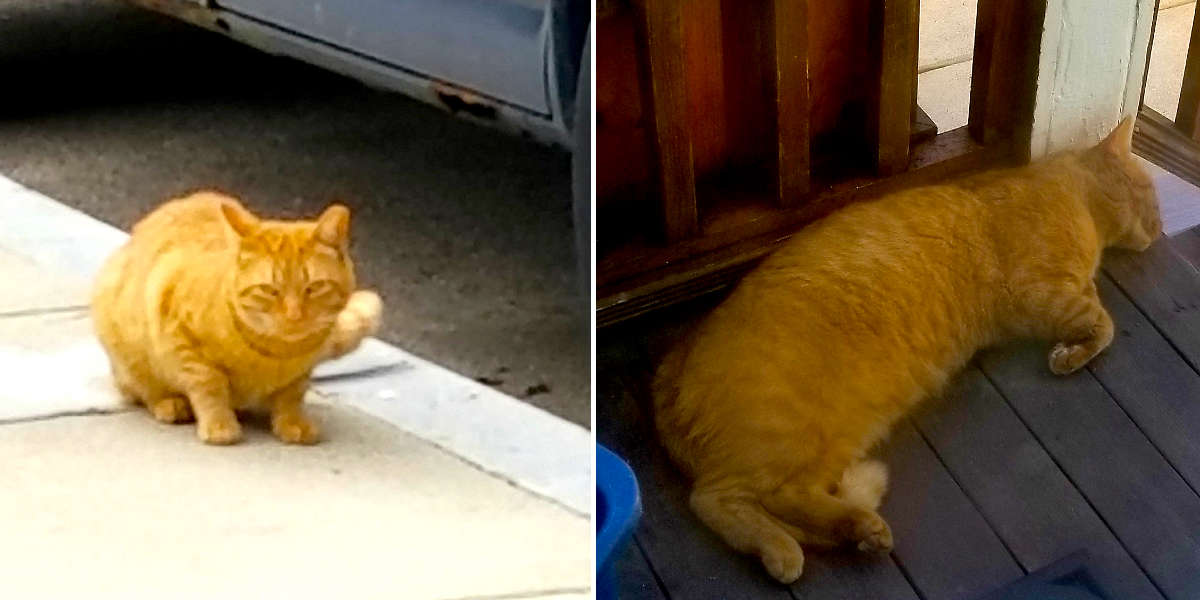 Boston Street Cat Transforms Into Huge Snuggle Buddy - The Dodo