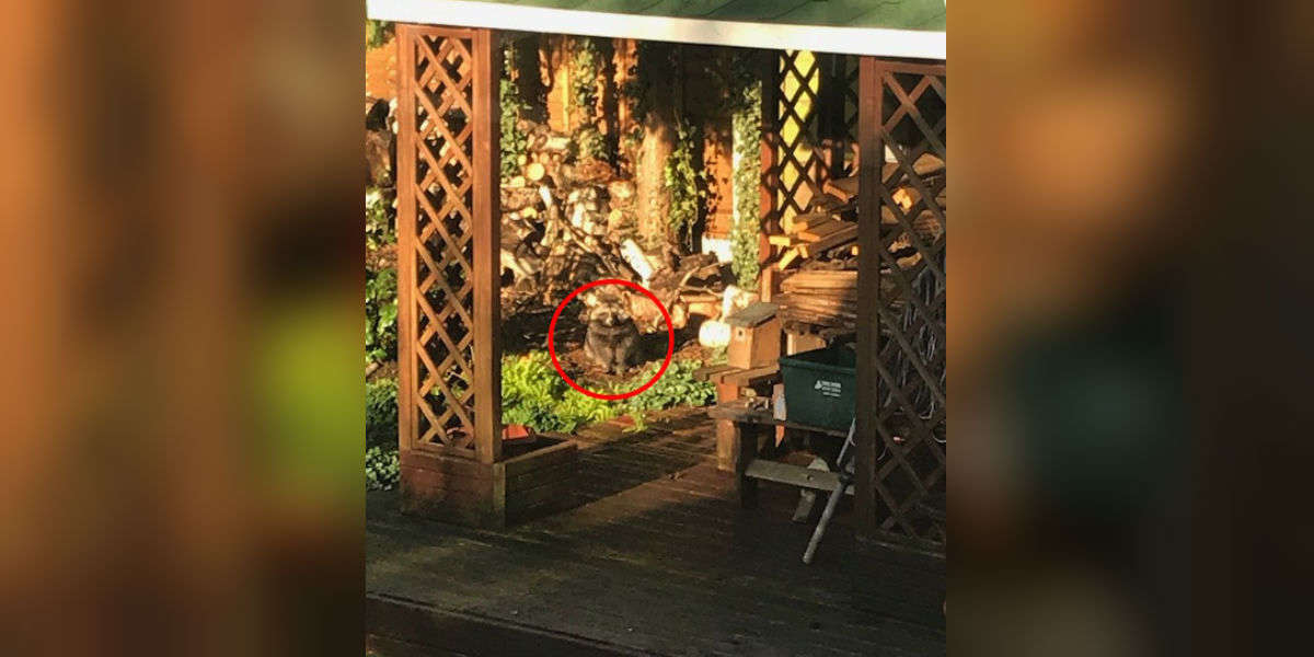 Family Finds Strange Animal Living Under Their Deck - The Dodo