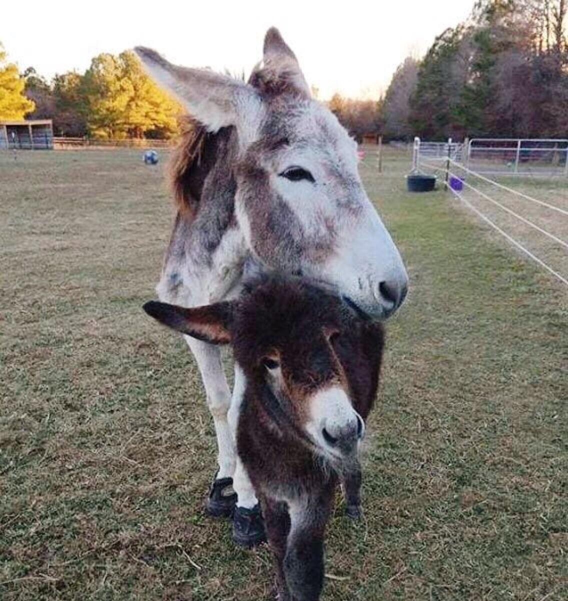 Neglected Donkey At North Carolina Farm Surprises Rescuers With Foal ...