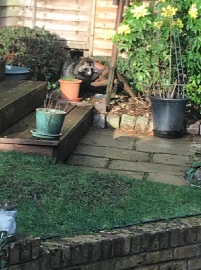 Family Finds Strange Animal Living Under Their Deck - The Dodo