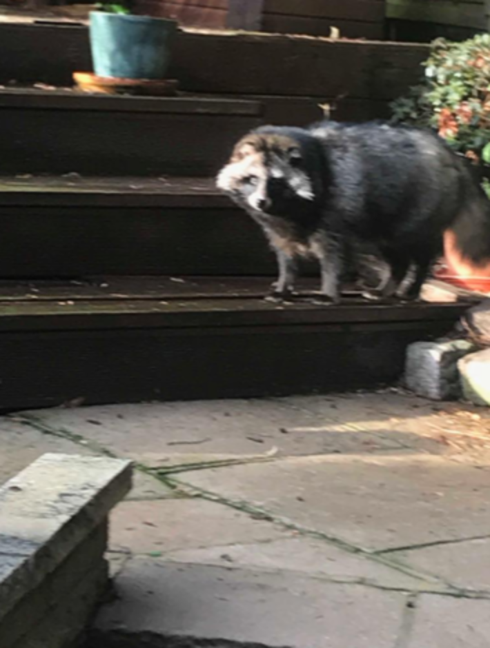 Family Finds Strange Animal Living Under Their Deck - The Dodo